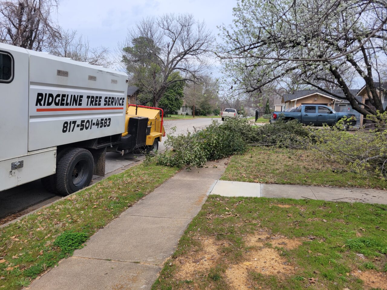 Tree Trimming - Ridgeline Tree Services